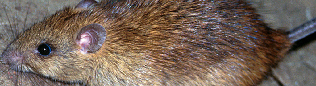 Santa Clarita’s Most Invasive Rat And How To Identify It – UNIPEST ...