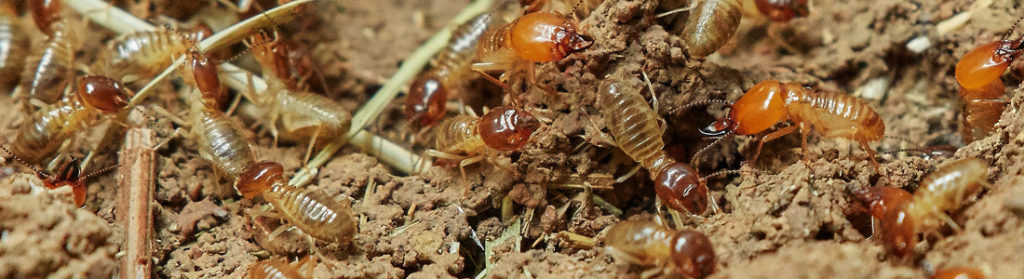 For Organic Termite Control In Santa Clarita, Unipest’s Orange Oil Gets ...